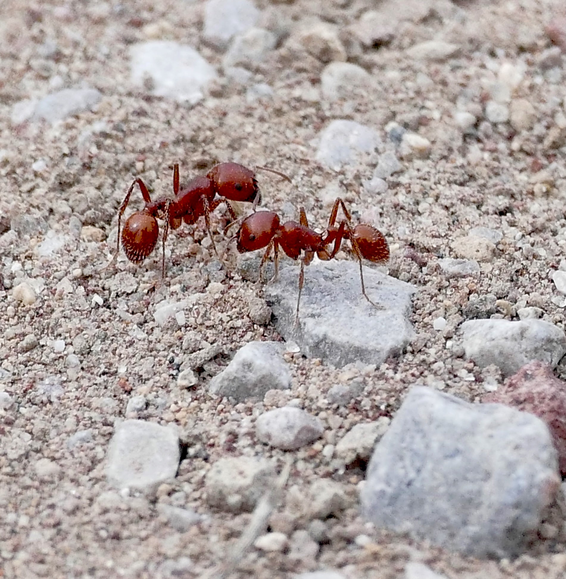 Queen Ants for Sale: Which Species Are Best for Beginners? – American ...