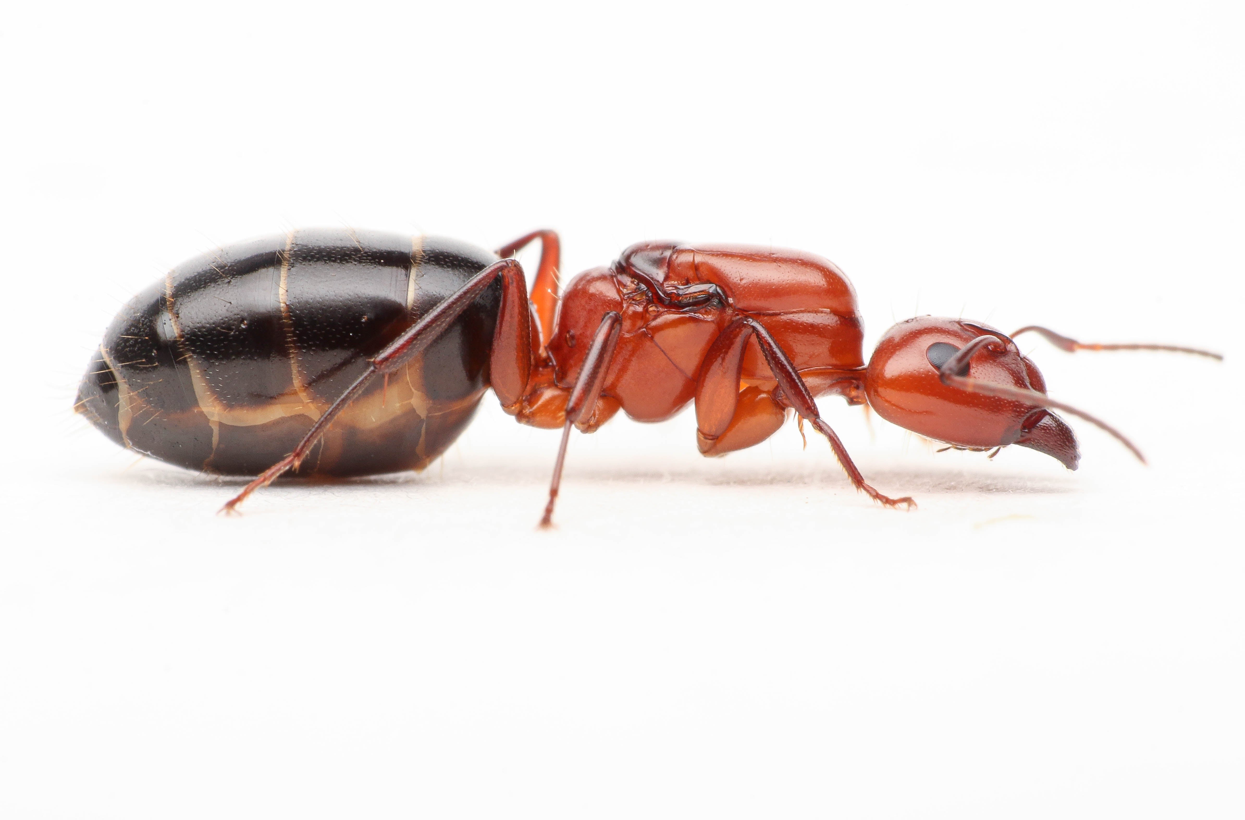 Buy Bicolor Carpenter Ants (Camponotus discolor) for Sale | American ...