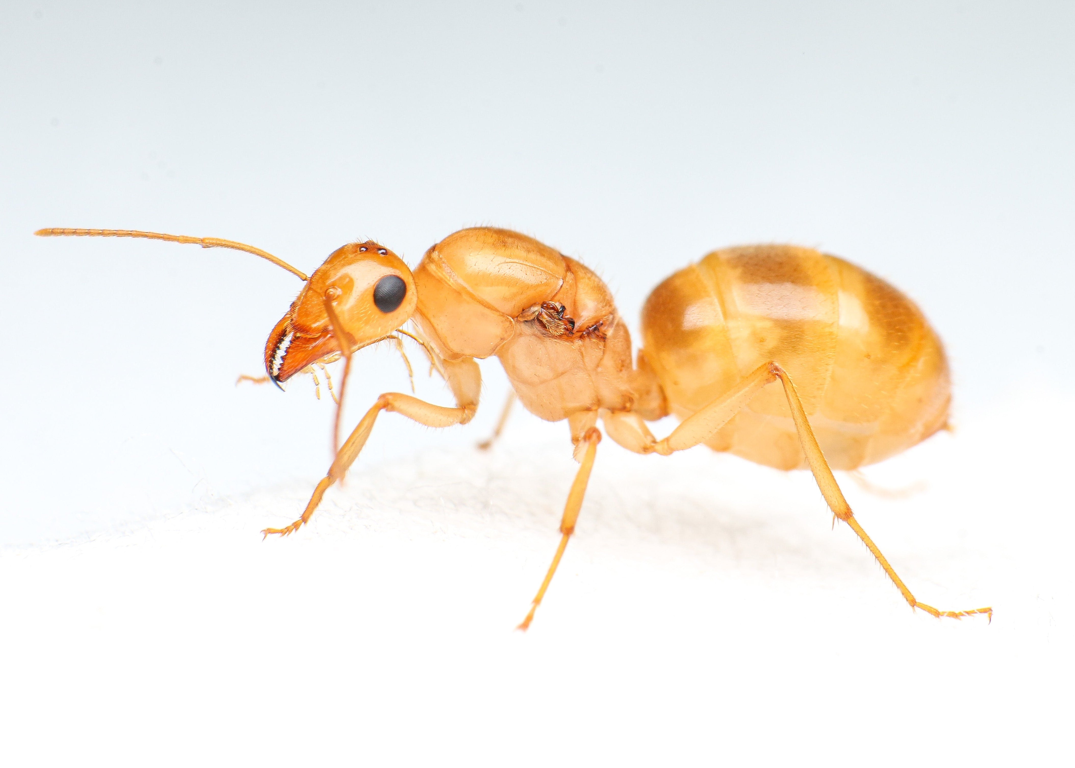 Buy Little Gold Honeypot Ants (Myrmecocystus navajo) | American Ant Store