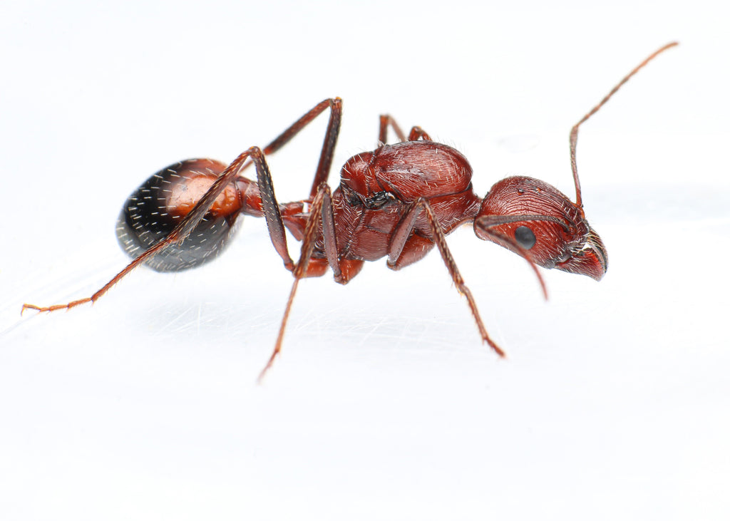 Buy Giant Long Legged Ants (Novemessor cockerelli) | American Ant Store