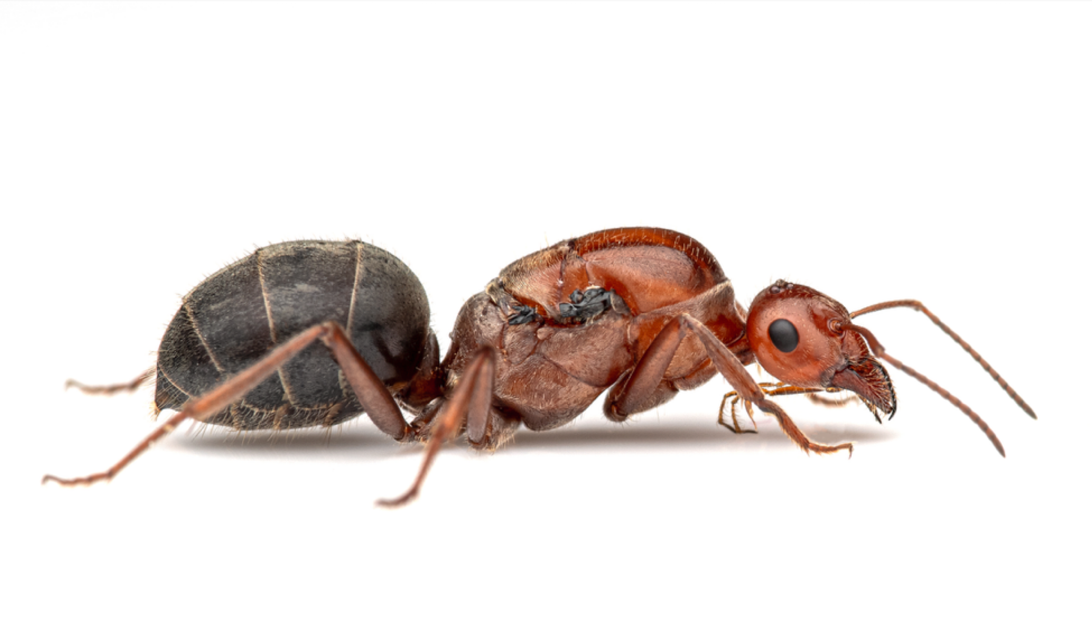 Buy Common Honeypot Ants (Myrmecocystus mimicus) | American Ant Store